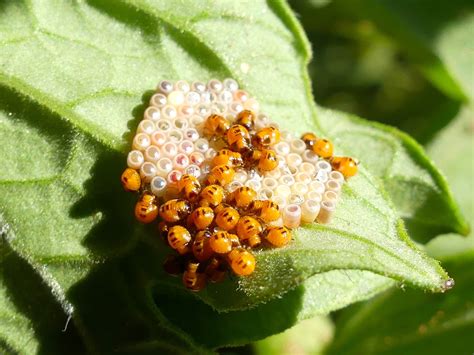 Wanzen Holiday Homes Azalas