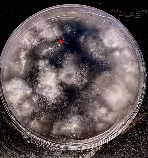 How To Identify Haploid Vs Diploid Mycelium Rmycology