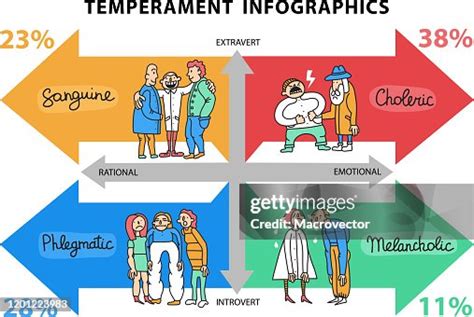 Temperament Types Infographics High Res Vector Graphic Getty Images