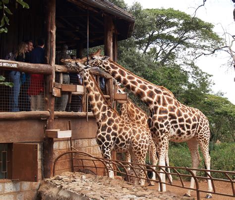 Nairobi Kenia “el Giraffe Center” Mundo Exótico