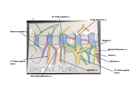 Brachial Plexus Labeled Image Pdf