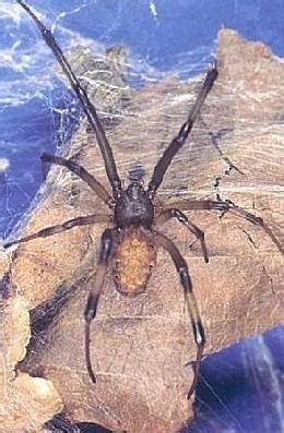 セアカゴケグモとハイイロゴケグモにご注意ください 江戸川区ホームページ