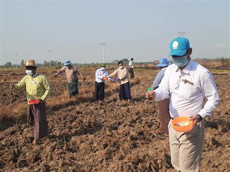 ငပုတောမြို့နယ်၌ သစ်စိမ်းမြေဩဇာ ပိုက်ဆံလျှော် မျိုးစေ့ပေးအပ်ပွဲနှင့် က