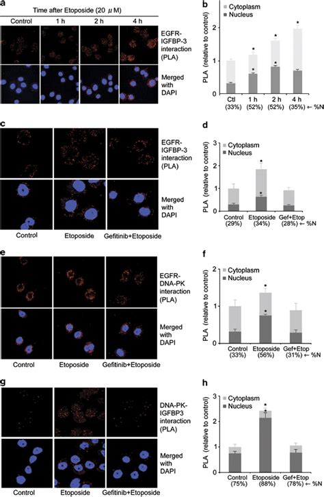 Proximity Ligation Assay For Protein Interactions Among Egfr Dna Pkcs