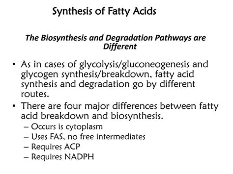 Describe Fatty Acid Synthesis At Johnny Will Blog