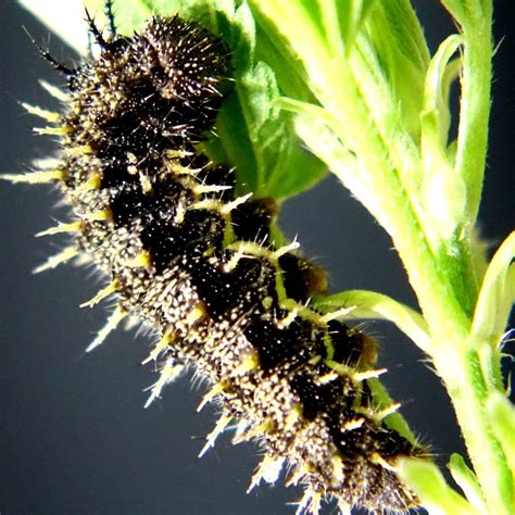 Atlas Moth And Ruby Tiger Moth Rmoths
