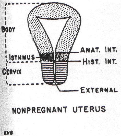 Uterus Isthmus