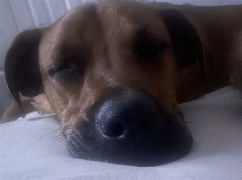 Charlie Boop Rblackmouthcur