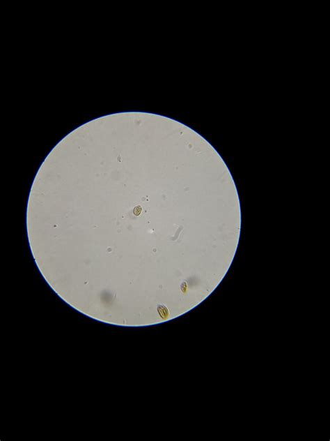 Dino Id Please Reef2reef