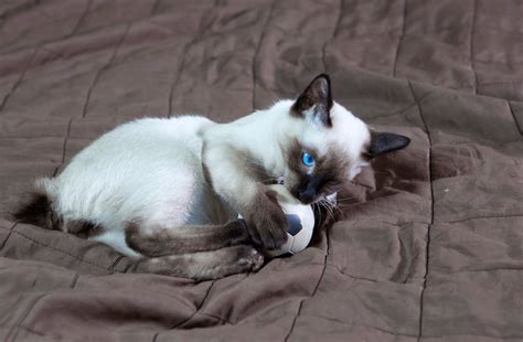 Dwarf Cat Breeds