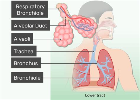 Respiratory System Anatomy Major Zones And Divisions Getbodysmart