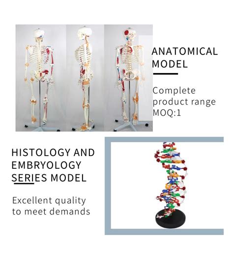 Human Urinary System Model Female And Male Urinary System Model