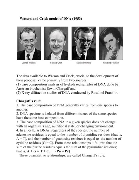 Watson And Crick Dna Model Chargaffs Rules And Structure