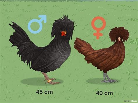 Male Vs Female Polish Chickens 8 Key Differences