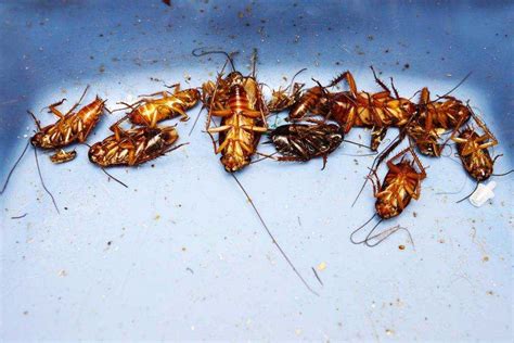South Africa In The Midst Of A Cockroach Outbreak Croplife Sa