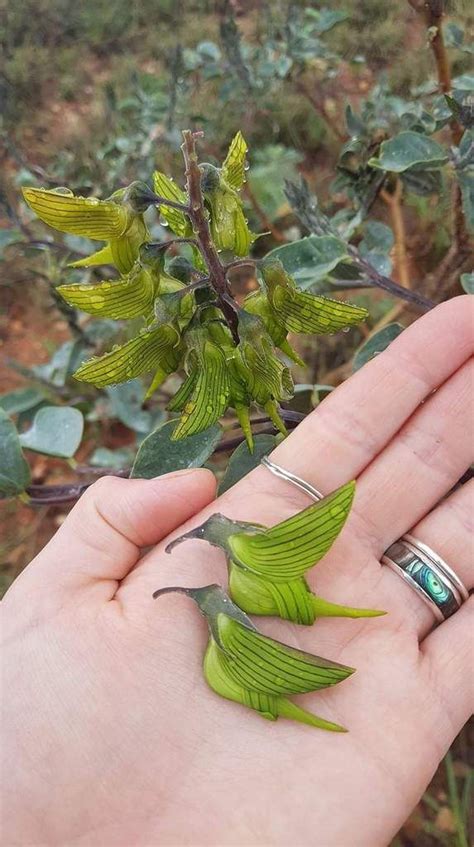 Crotalaria Cunninghammi Regal Hummingbird Flower Seeds Plantas Raras Plantas Exóticas