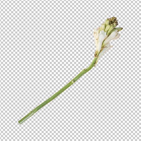 Premium Psd Tuberose Flower Stem Isolated Rendering