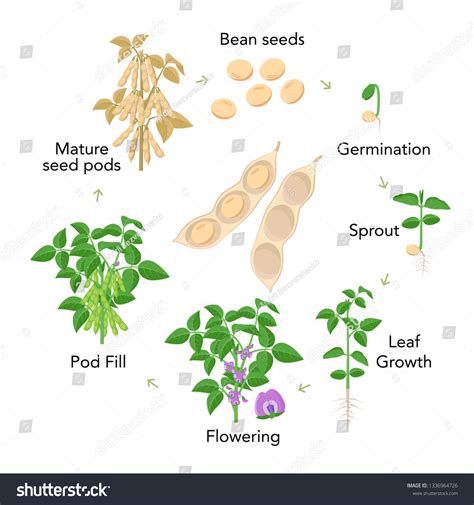 Soybean Plant Growth Stages Infographic Elements Stock Vector Royalty