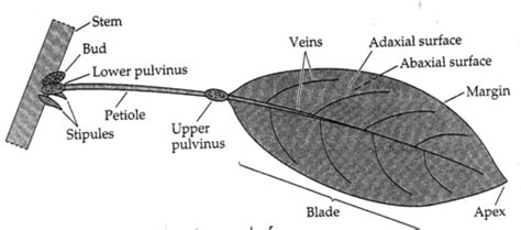 Vs Plant Anatomy Leaves Flashcards Quizlet