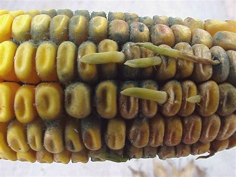 Field Corn Mold At Joel Norris Blog