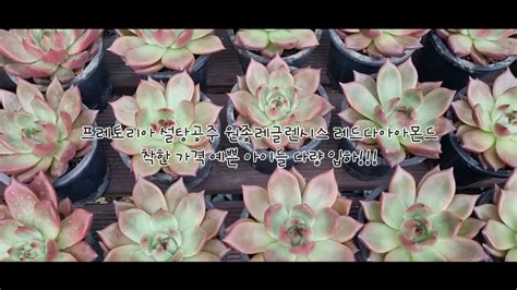 프레토리아 설탕공주 원종레글렌시스 레드다아아몬드 착한 가격 예쁜 아이들 다량 입하 Youtube