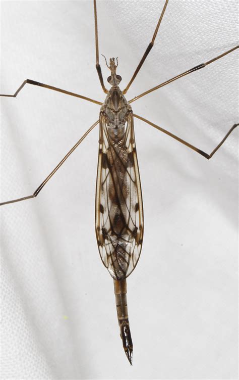 About Tipula Longiventris Maryland Biodiversity Project