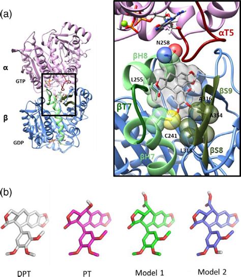 A The Predicted Binding Pose Of Dpt In Soluble Tubulin And B