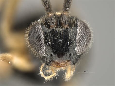 Glyptapanteles Acraeae Waspweb