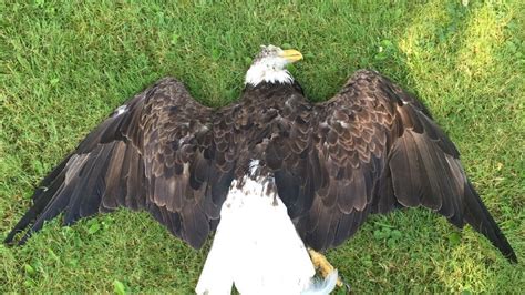 Officials Want To Know Who Killed This Bald Eagle Cnn