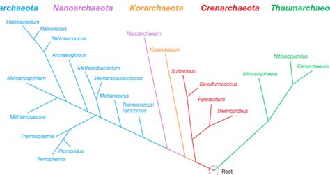 Detailed Phylogenetic Tree Of The Archaea Based On