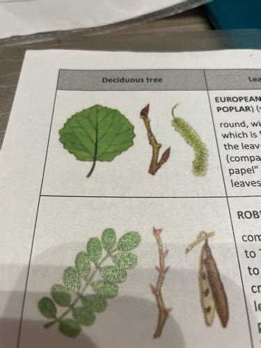 Max Bio Trees 2023 Flashcards Quizlet