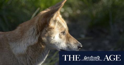 Shakira Todd On Linkedin Trapping Shooting And Poisoning Push To Protect Victorian Dingoes Falls…