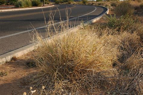 What The Heck Is Buffelgrass And Why Does Everyone Want To Pull It