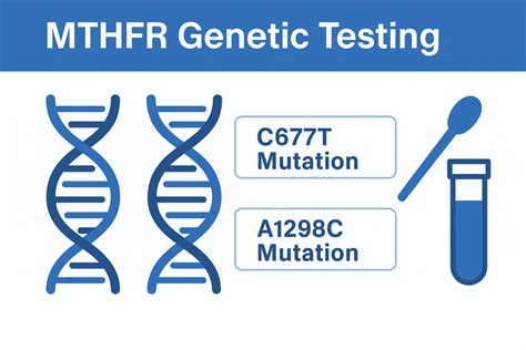 Mthfr C677t And A1298c Mutations What They Mean For Your Health Renew