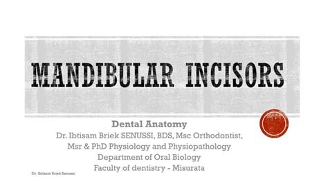 Permanent Mandibular Lateral Incisor Pptx