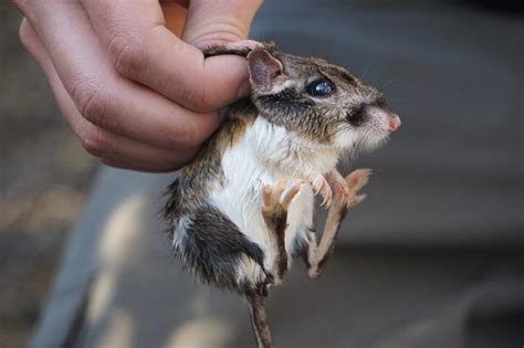 Nearly Extinct Rare Kangaroo Rat Found In Santa Clara County Erica Gies