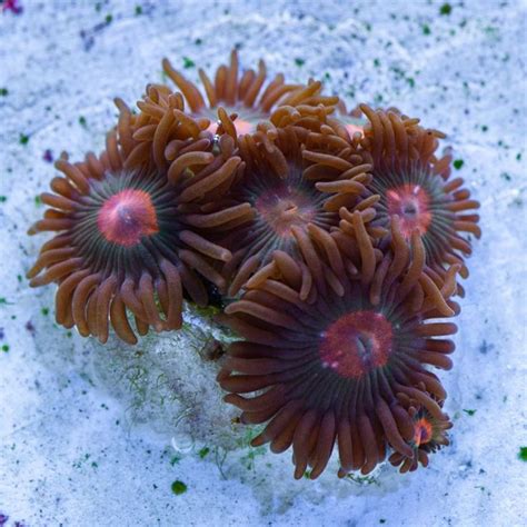 Gatorade Zoanthids Orange Center Bright Orange Gatorade