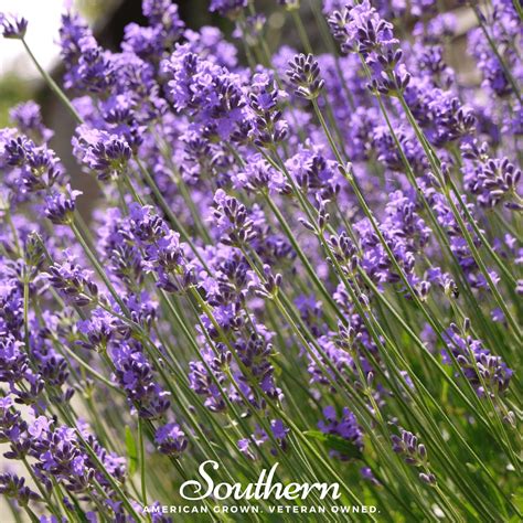 English Lavender Seeds Lavandula Angustifolia English Superblue