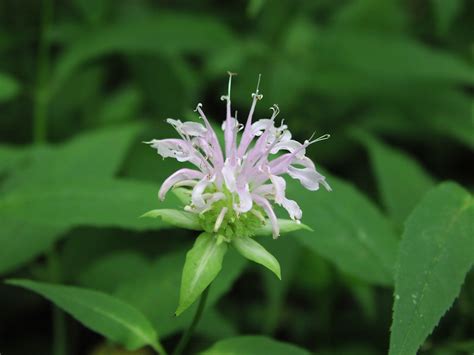 Wildflower Wild Bergamot Monarda Fistulosa Youghiogheny River Trail