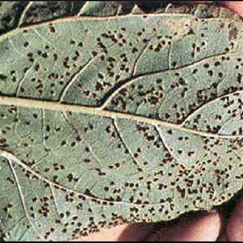 Rust Pustules On The Underside Of A Sunflower Leaf Showing