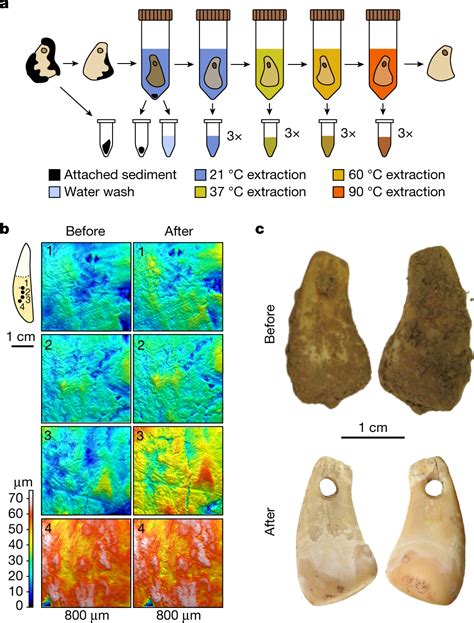 Eliciting Human Dna From An Ancient Talisman Using Non Destructive Non Invasive Method Opens