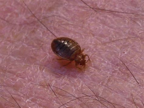 How Often Do Bed Bugs Feed Pestseek