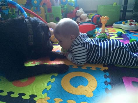 Bailey And Boy Mooselake Labradors