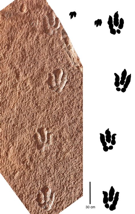 Cheung Chung Tat Kelmayisaurus Petrolicus