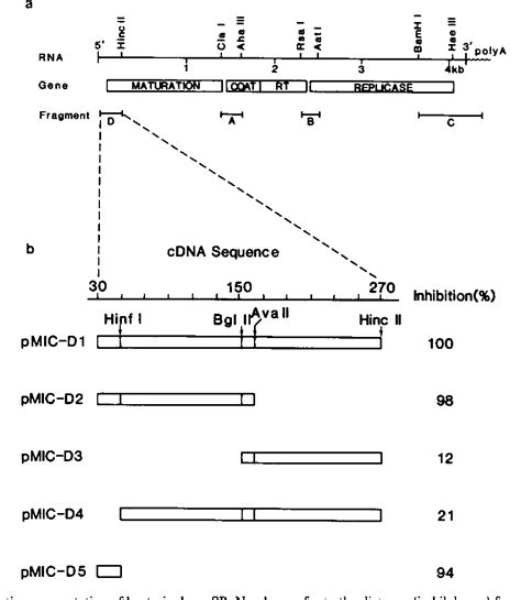 Figure 1 From Engineering Of The Mrna Interfering Complementary Rna Immune System Against Viral