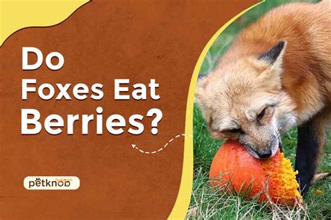 Do Foxes Eat Insects Benefits And Insects List 2023