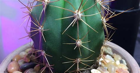 New Cactus Buddy Album On Imgur