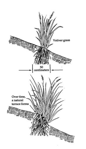 Vetiver A Miracle Grass Orchard Of Flavours