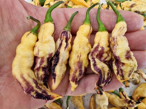 Pink Tiger Chilli Seeds Pink Tiger Pepper Seeds Red Dragon Seeds