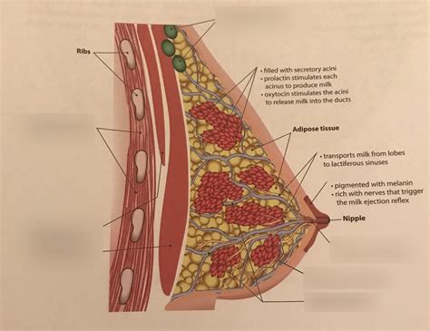 Mammary Glands Diagram Quizlet Mammary Glands Diagram Quizlet